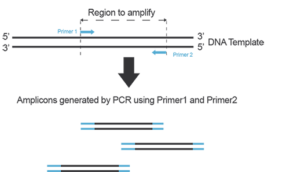 Learn PCR Process Basic Knowledge | Stilla