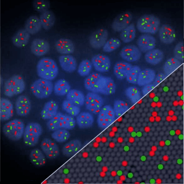 Detection of HER2 Copy Number Variation with Crystal Digital PCR ...