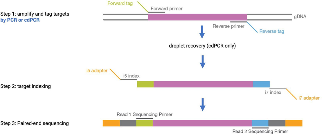 Robust Amplicon recovery post-Crystal Digital PCR™ for downstream genomic applications | Stilla ...